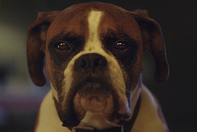 Creative lessons from ‘Buster the boxer’ – The Media Leader